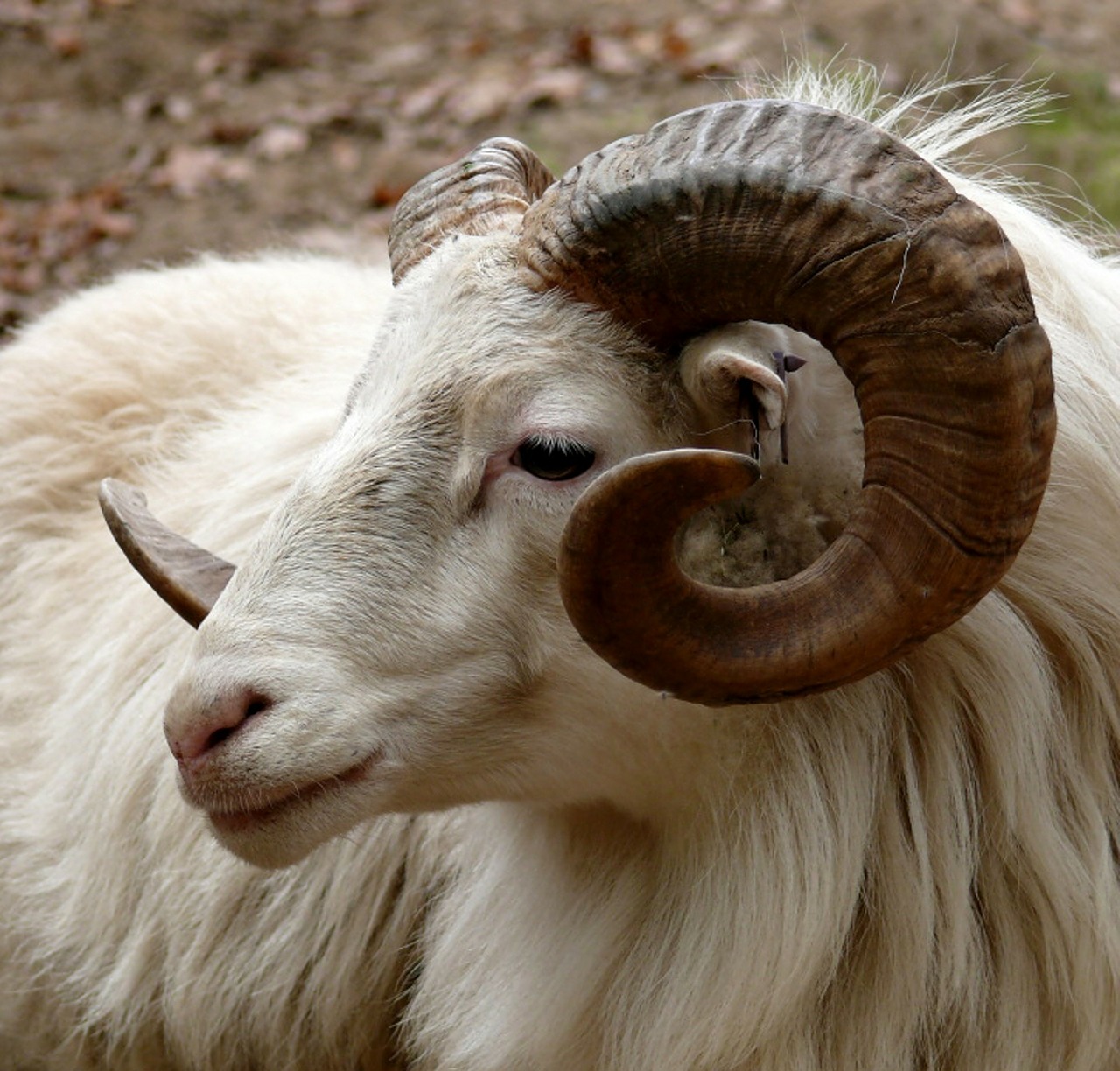 Top Ram Brings 1 300 At Pa Performance Sheep And Goat Sale Farm And