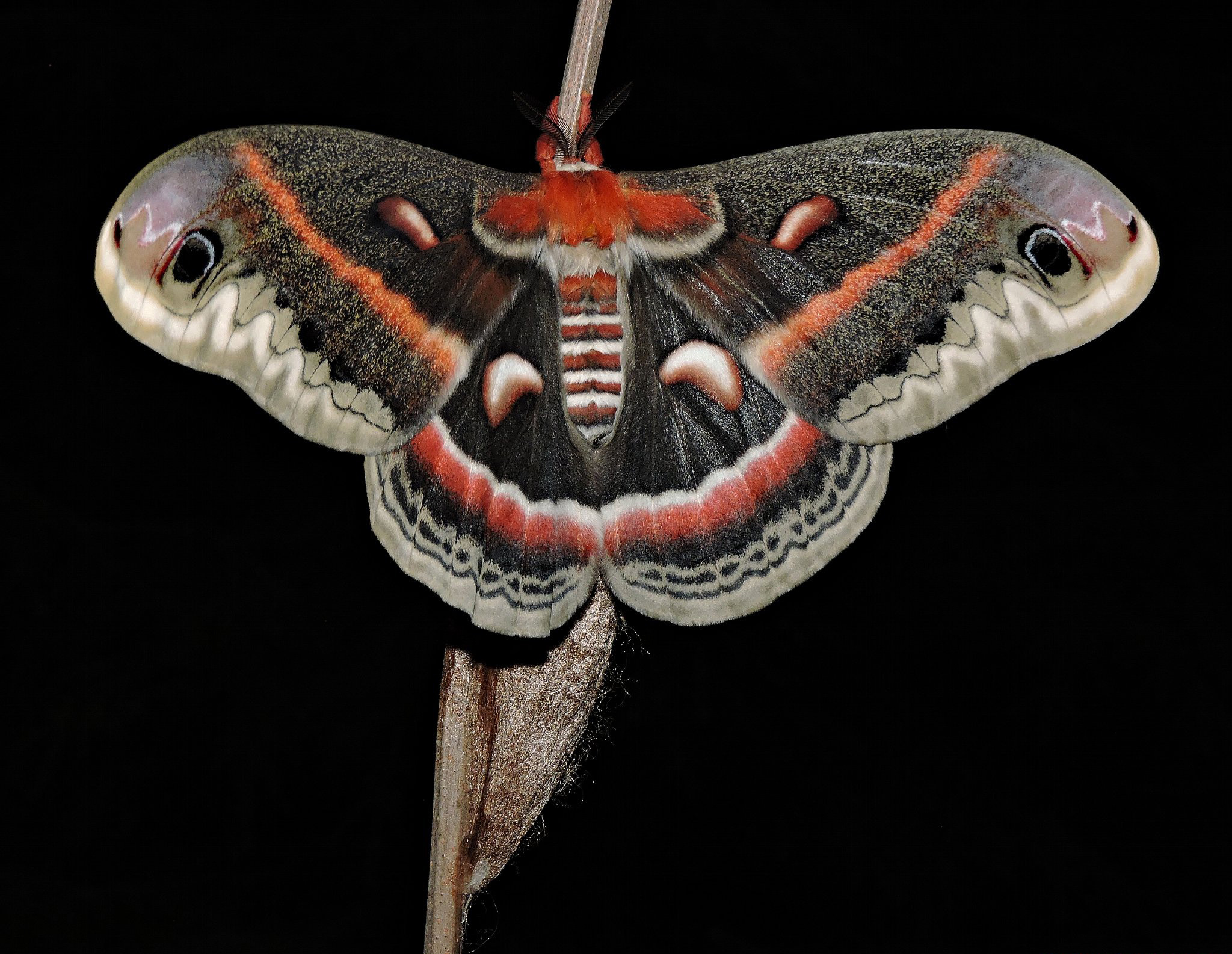 Cecropia Moth Eggs For Sale Factory Store Brunofuga adv br