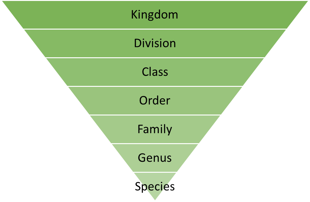 All In The Plant Family Vegetable Classification And Cultivation All In The Plant Family Vegetable Classification And Cultivation