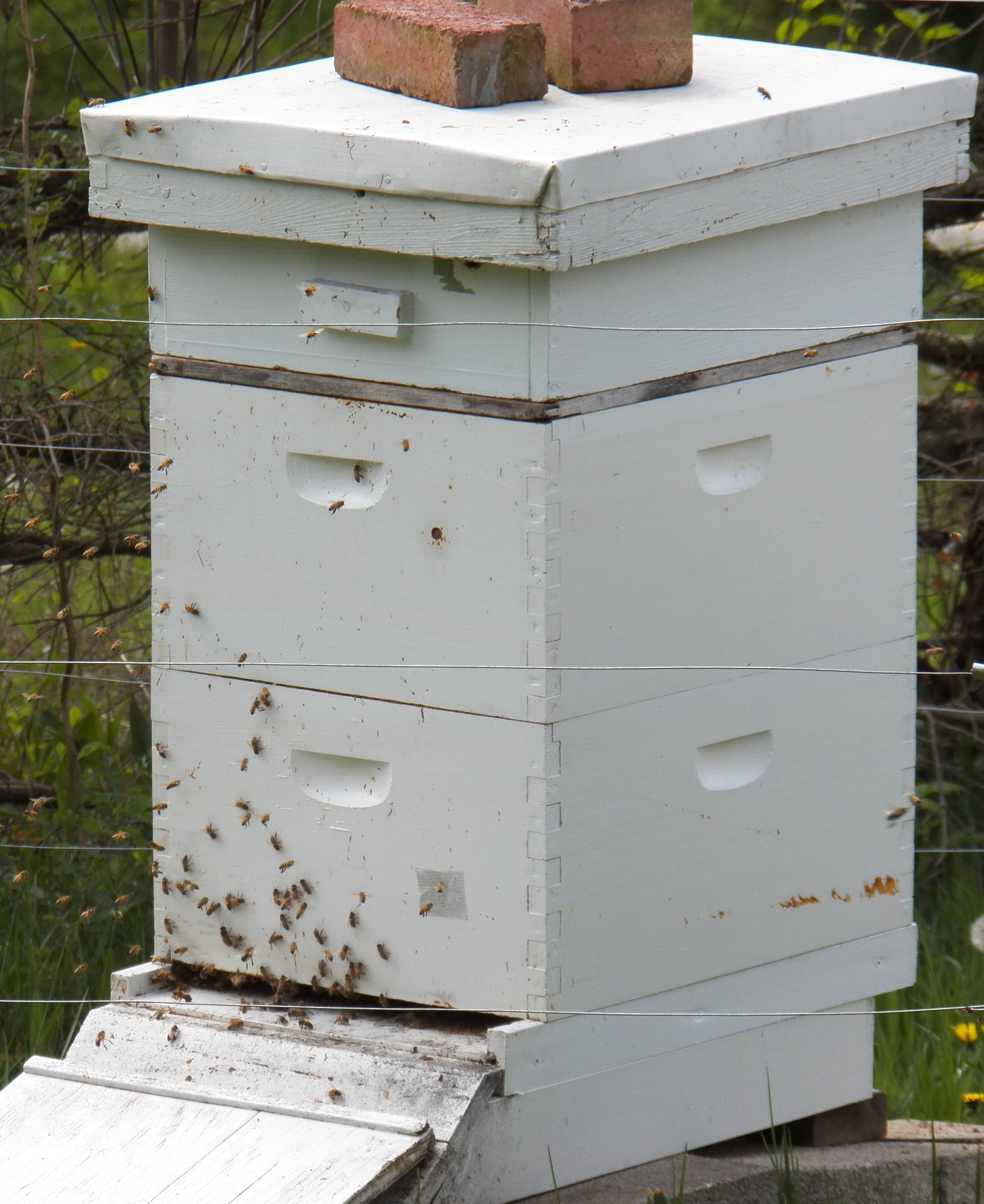 Advanced Beekeeping Class Events - Farm and Dairy