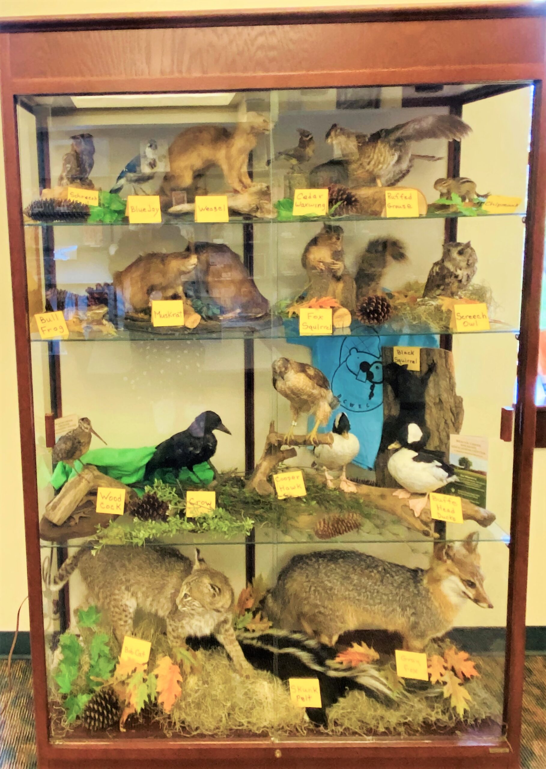Ohio Wildlife on Display at Lepper Library Events - Farm and Dairy