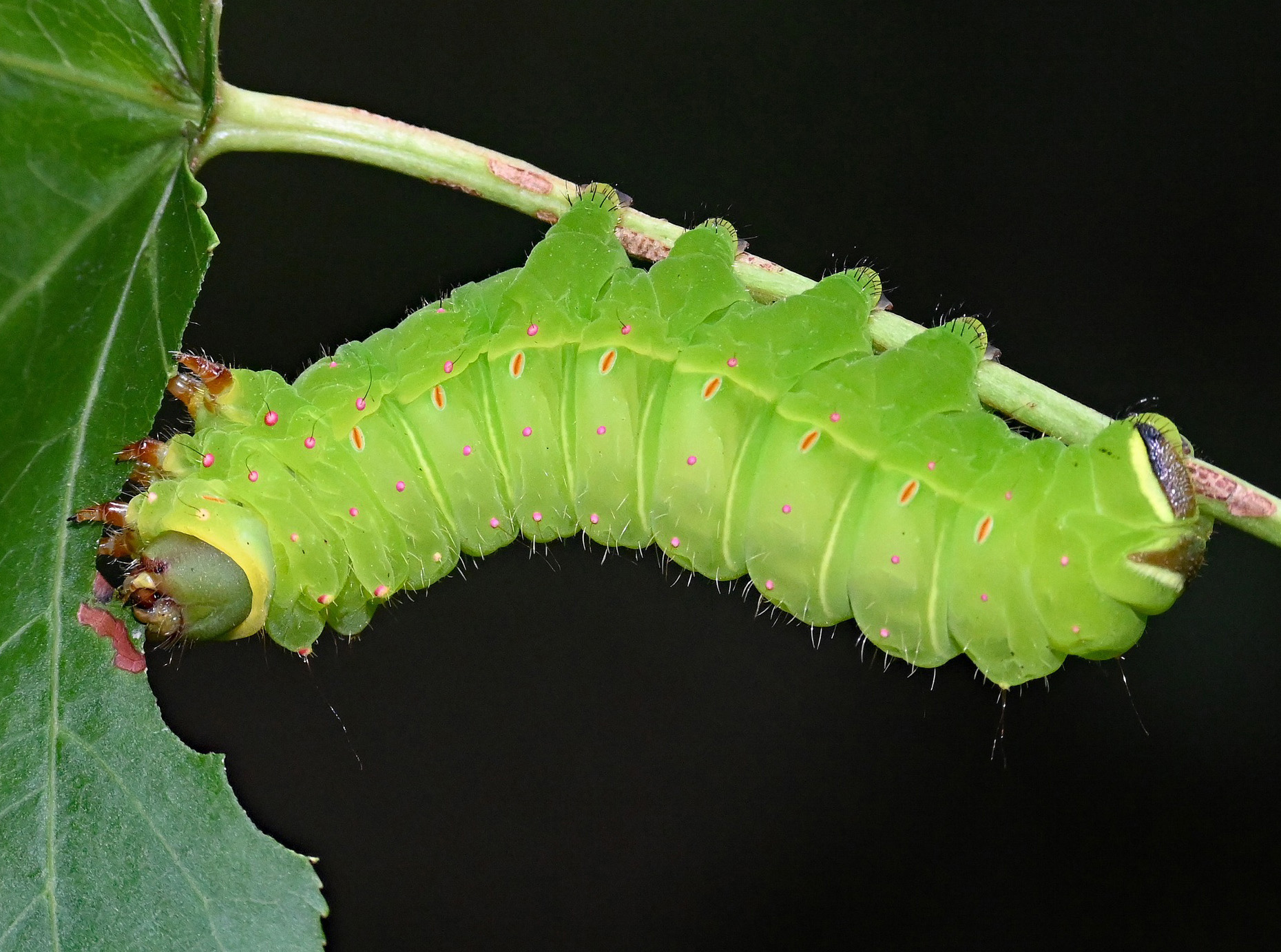 Luna Moth Caterpillar On The Cover Luna Country Roads Magazine Luna Moth Caterpillar On The Cover Luna Country Roads Magazine