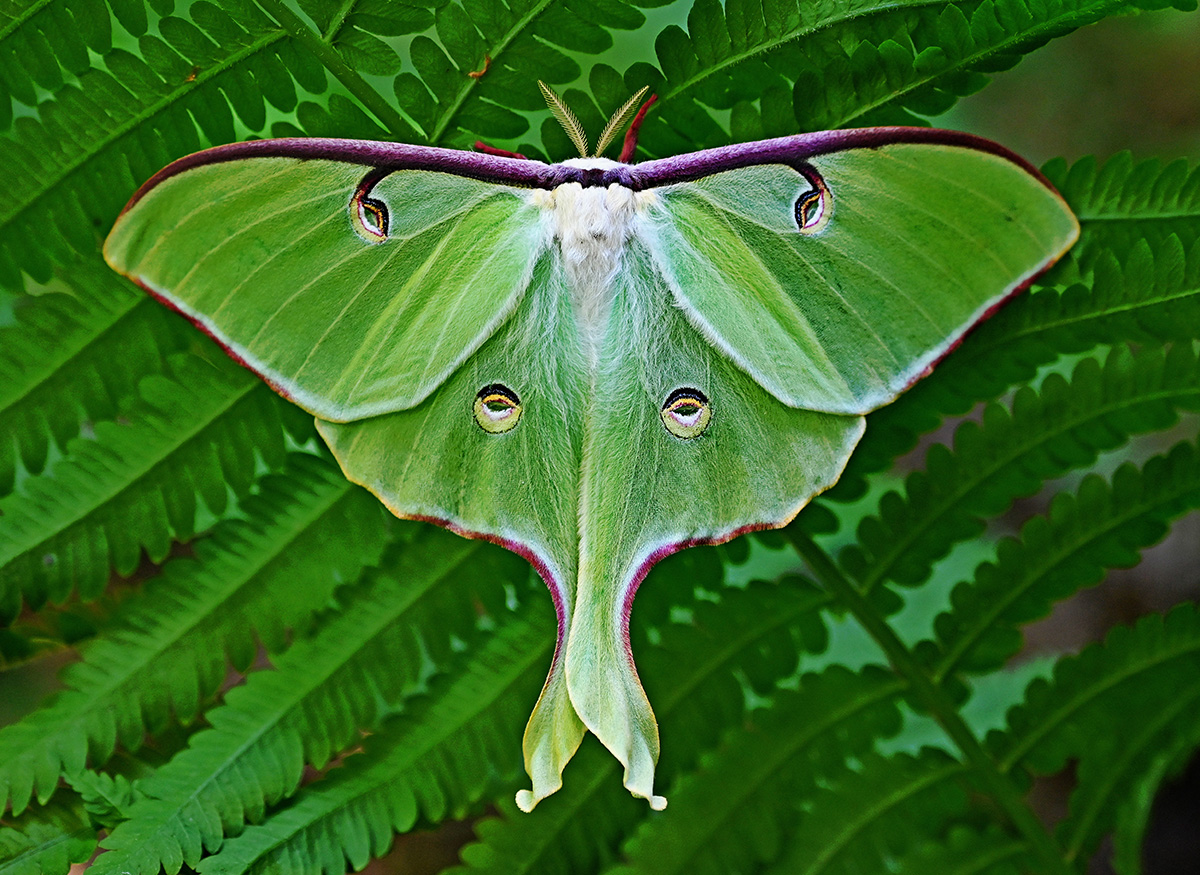 The Luna Moth Mother Nature s Masterpiece Farm And Dairy