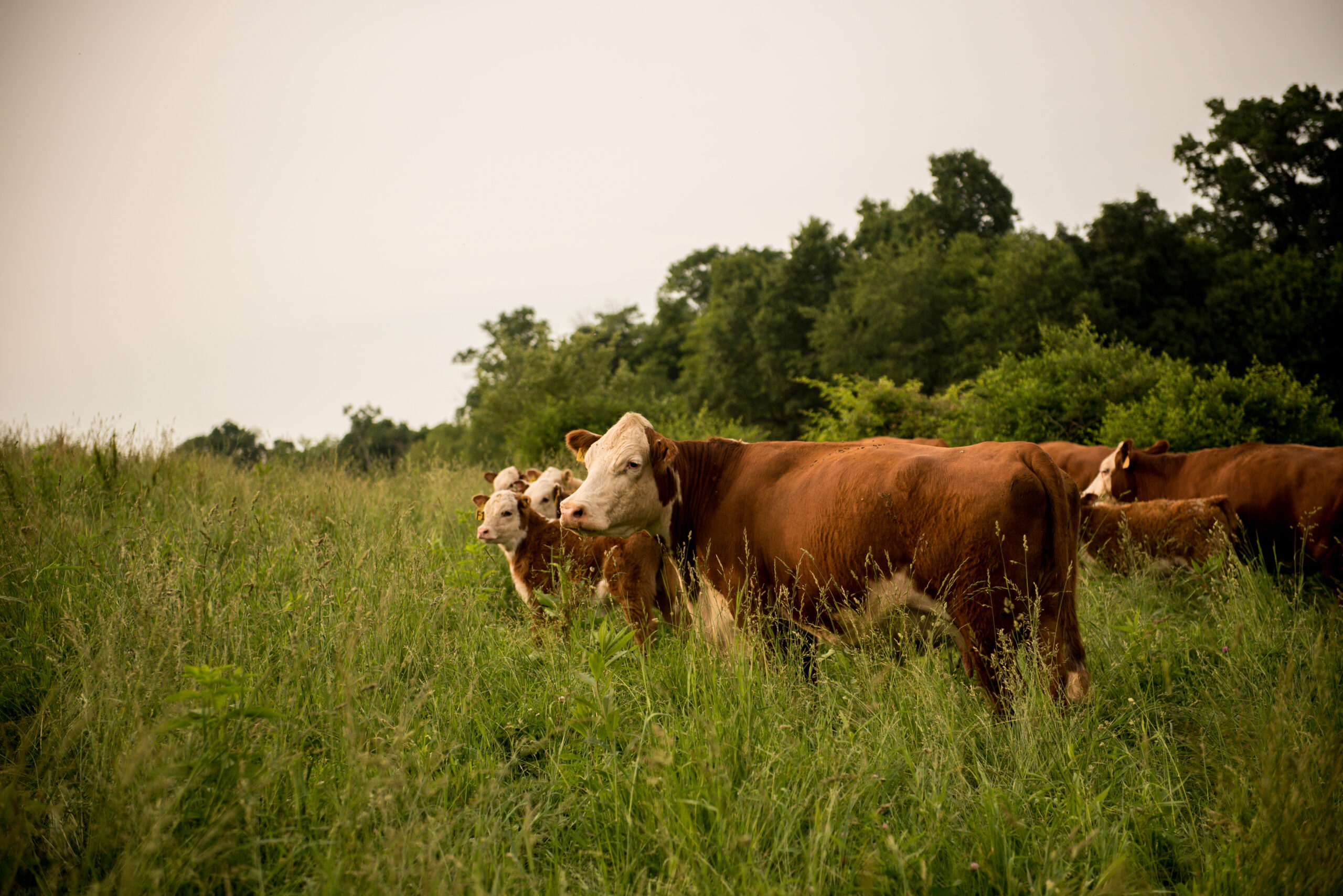 Beef Fall Workshops Events - Farm and Dairy