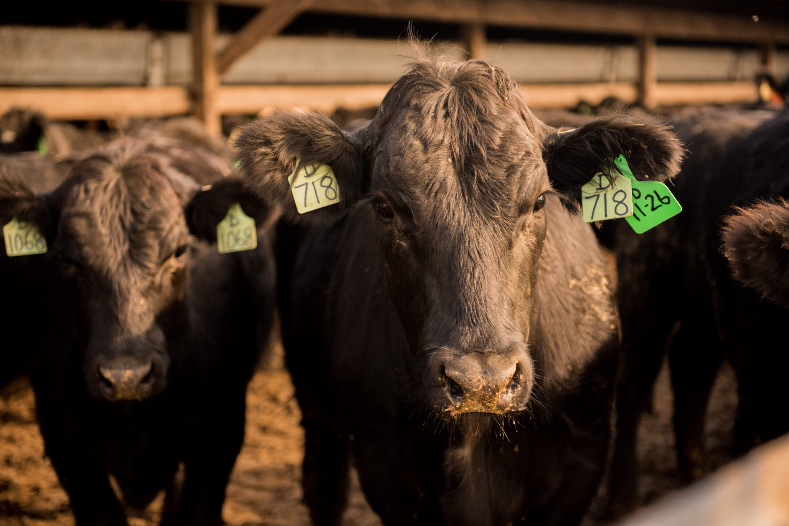 Beef Producers Offer Live, Rail Evaluation Workshops Events - Farm and ...