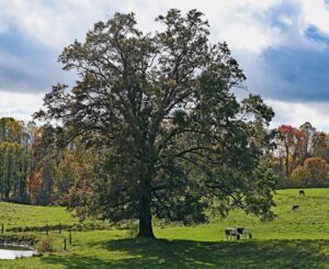 The secret life of the wolf tree: Why these forest giants stand alone ...