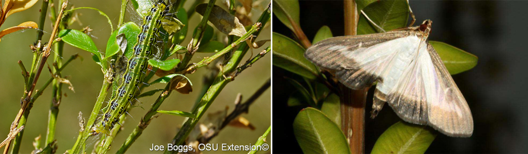 Box Tree Moth Quarantine Expands In Ohio West Virginia Farm And Dairy Box Tree Moth Quarantine Expands In Ohio West Virginia Farm And Dairy