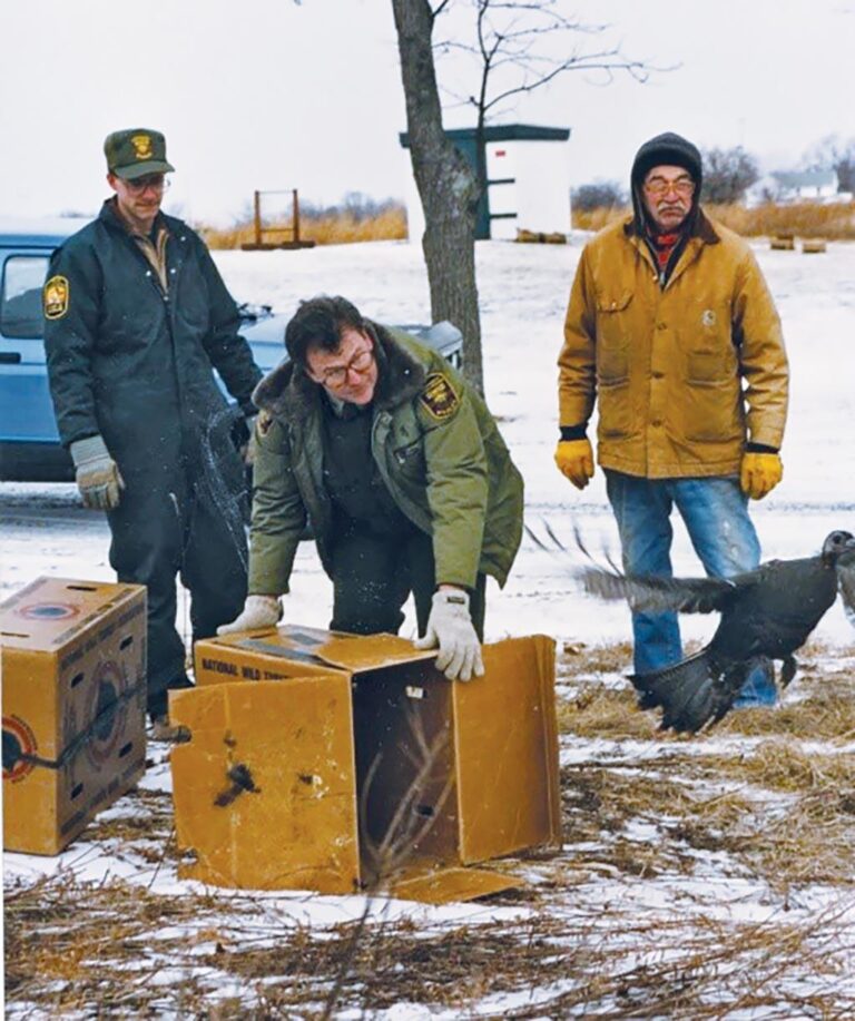 Talking turkey: The history and future of Ohio’s wild turkey recovery ...