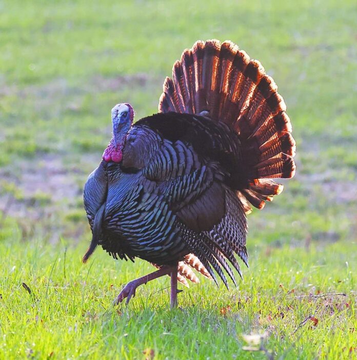 Talking turkey: The history and future of Ohio’s wild turkey recovery ...